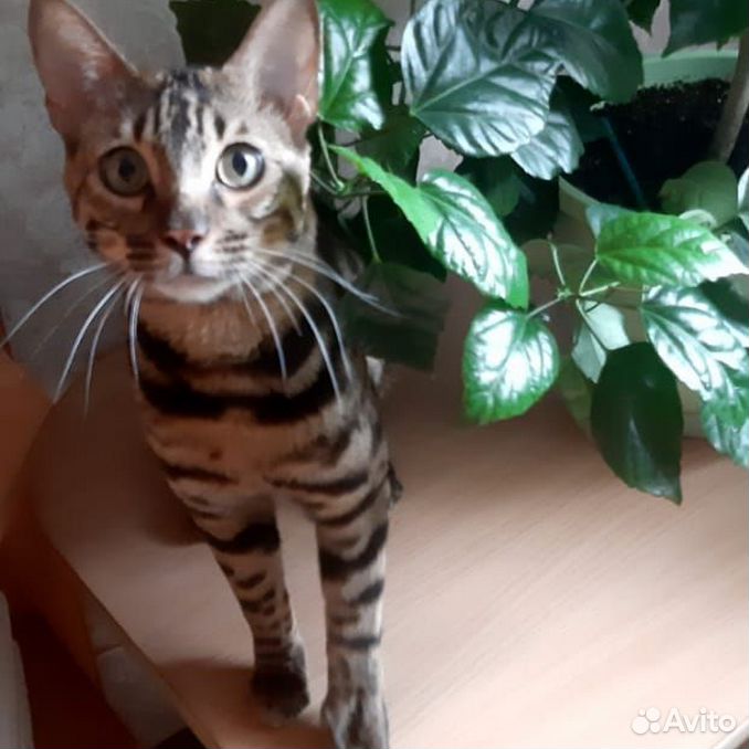 Продам бенгальского котика