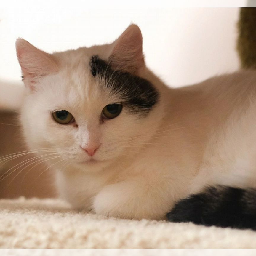 Взрослая, кошка в добрые руки