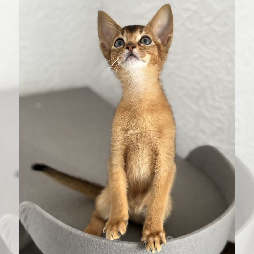 Абиссинский котёнок