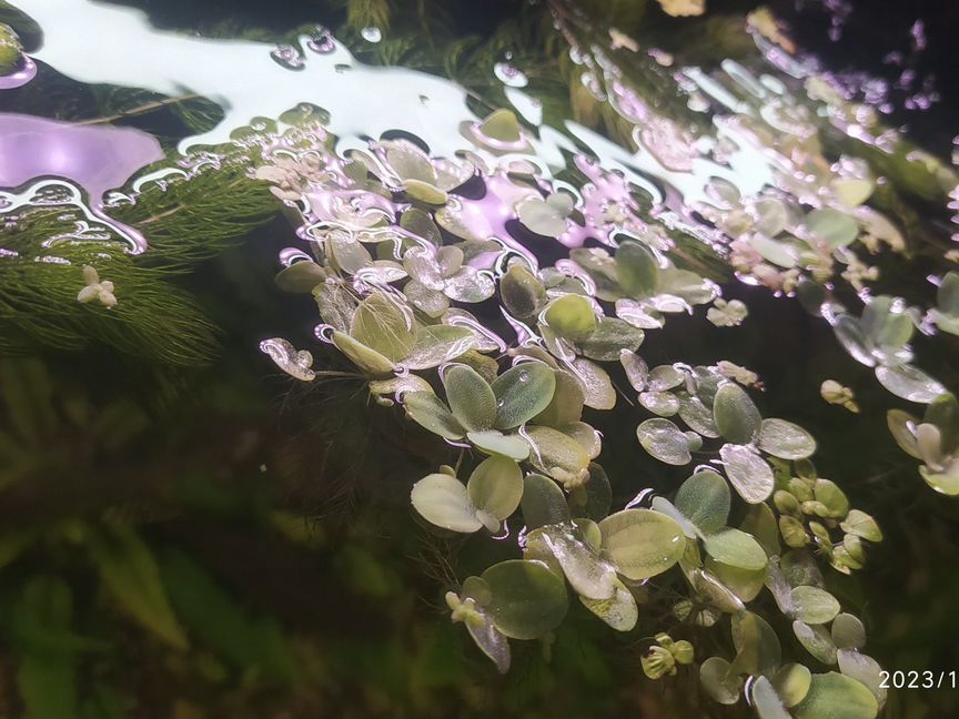 Пистия обмен