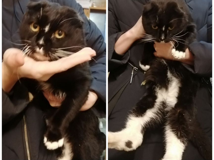 Вислоухий кот