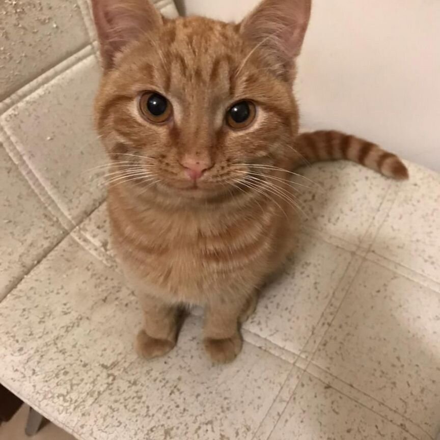 Котенок 7 мес. Мурчит как моторчик