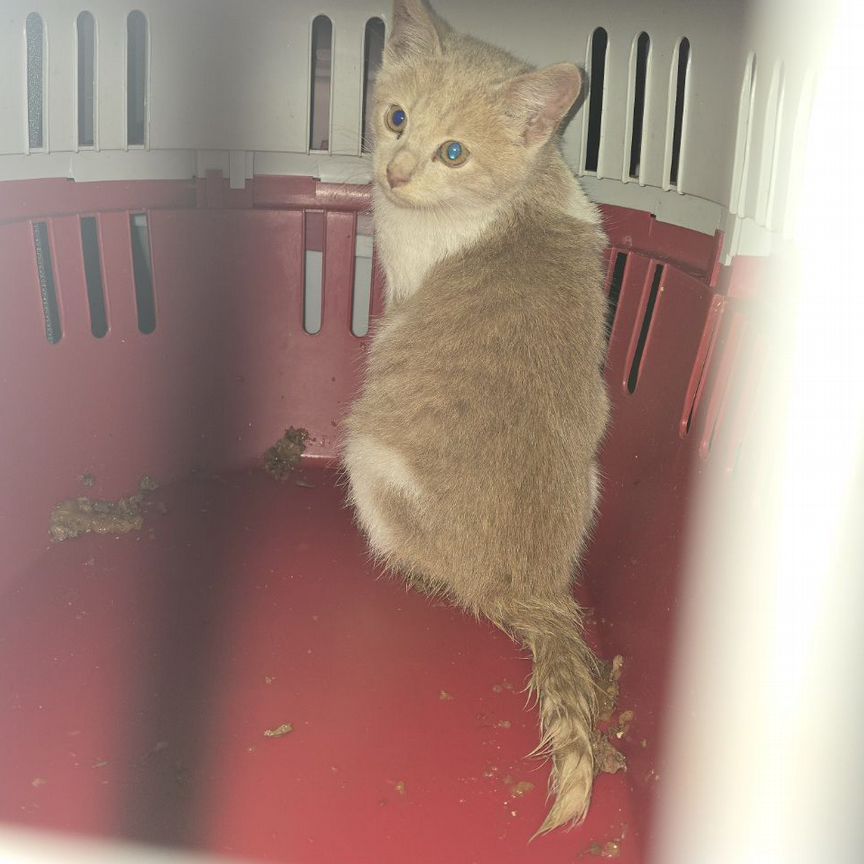 Котёнок в добрые руки