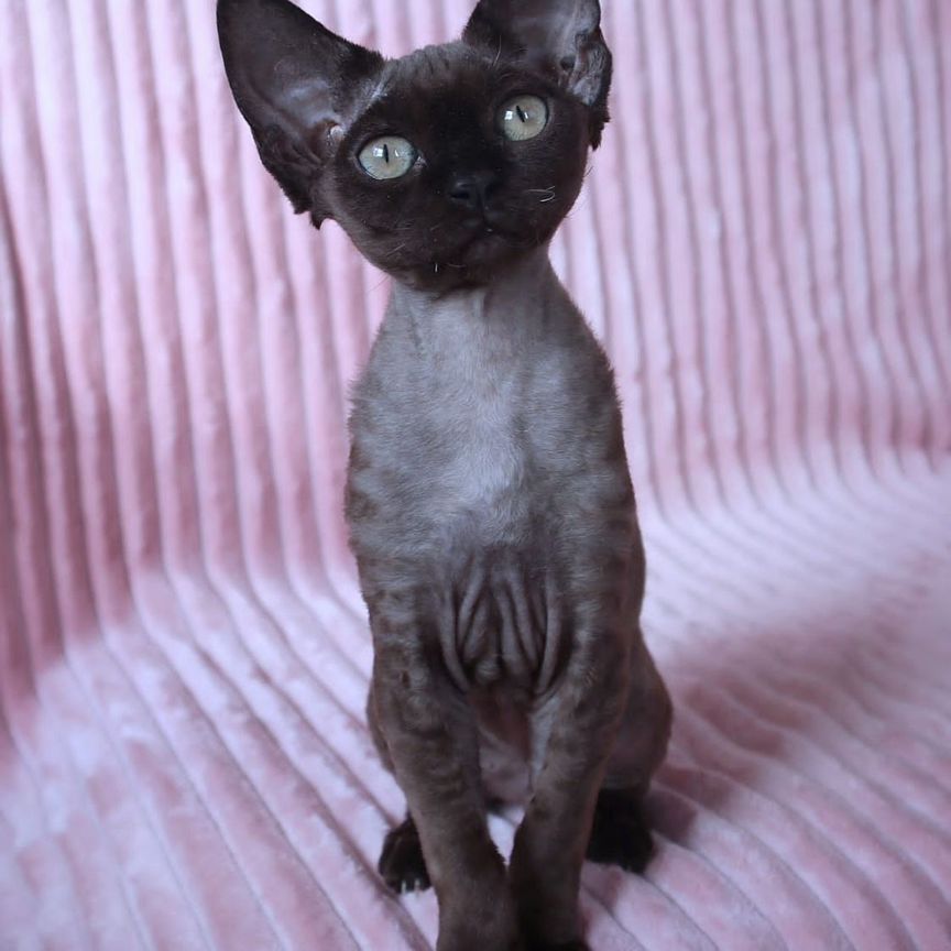 Котята девон-рекс