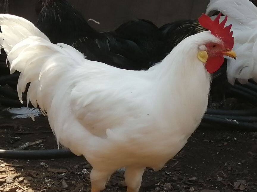 Молодые петухи