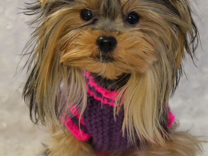 Одежда для собак. Теплые свитера "Темная лаванда"