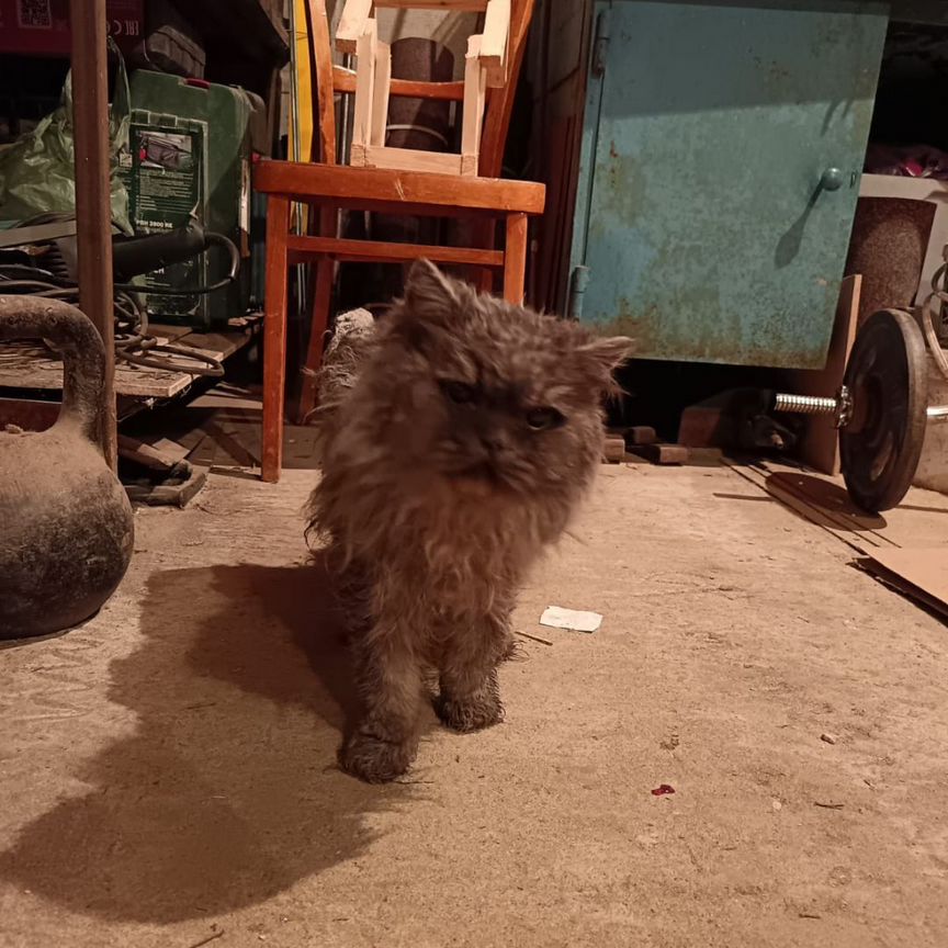 Найден кот/кошка