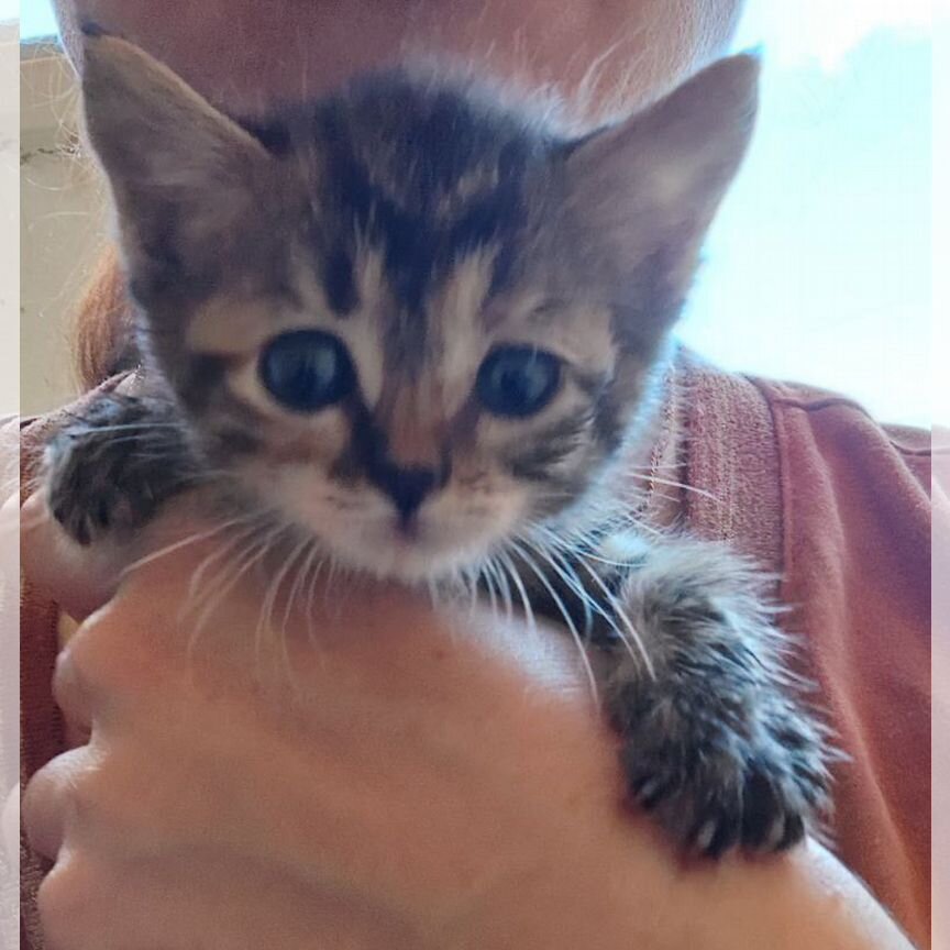 Котёнок ищет маму