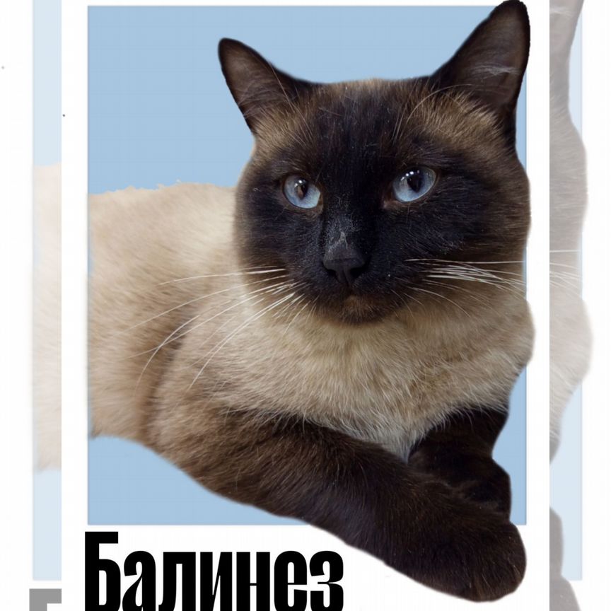 Сиамский кот, взрослый