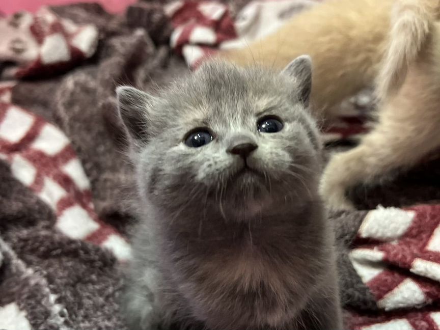 Вислоухие шотландские котята пухляши