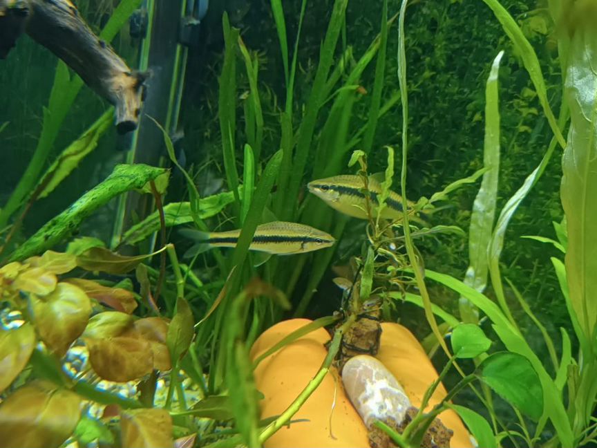 Рыбки сиамские водорослееды