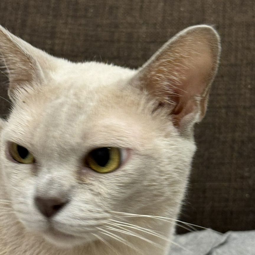 Лиловая кошечка бесплатно