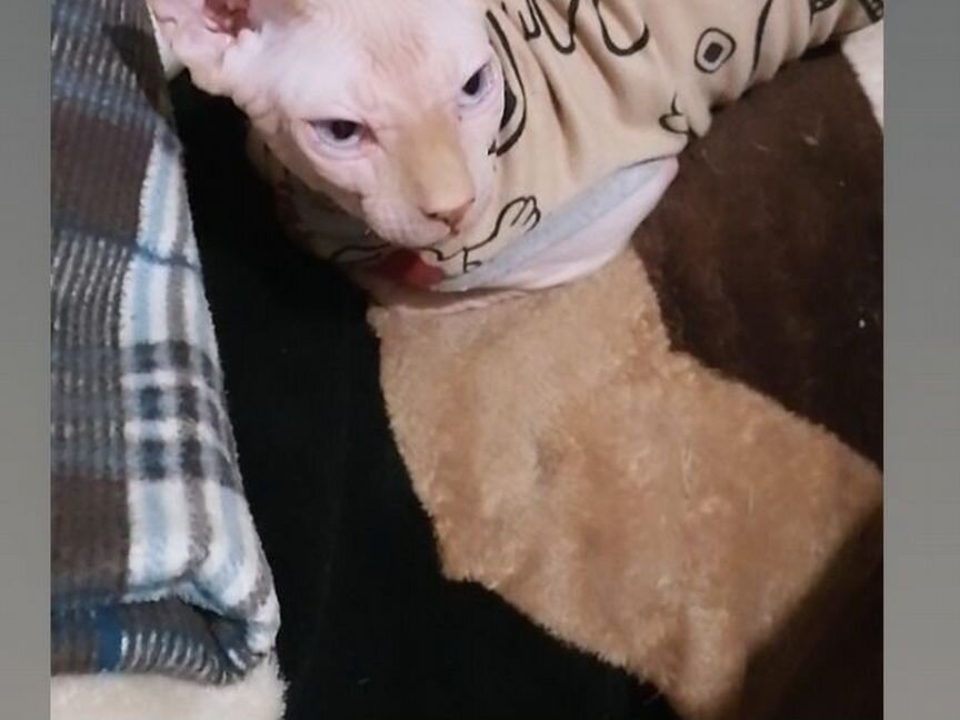 Пррдаю кота