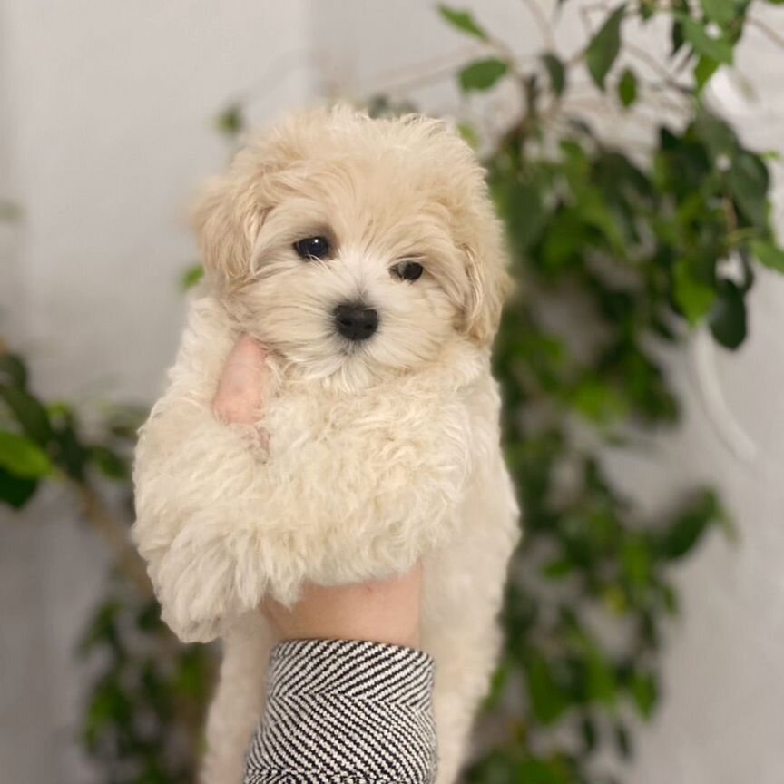 Мальтипу девочка крем