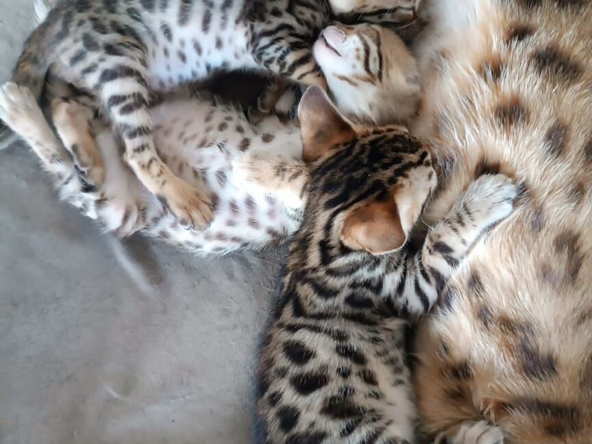 Бенгальские котята