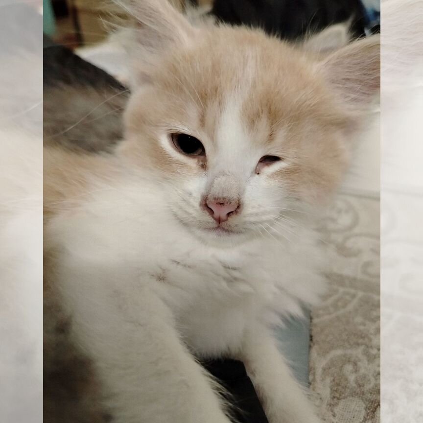 Котёнок от частного владельца