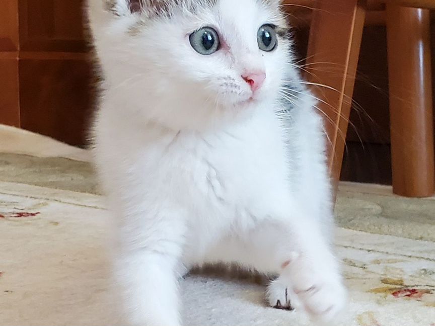 Кошечка в добрые руки