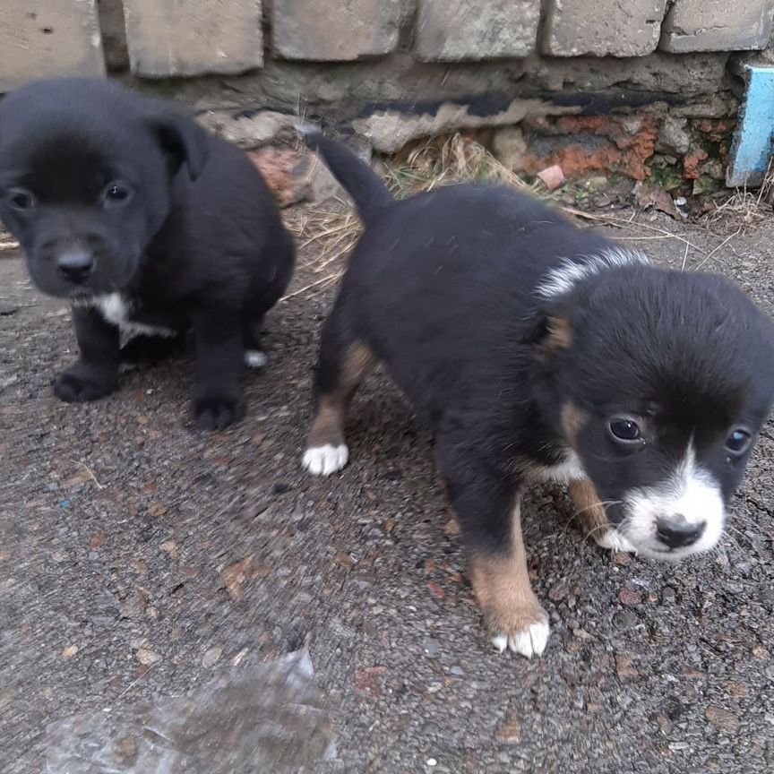 Щенки