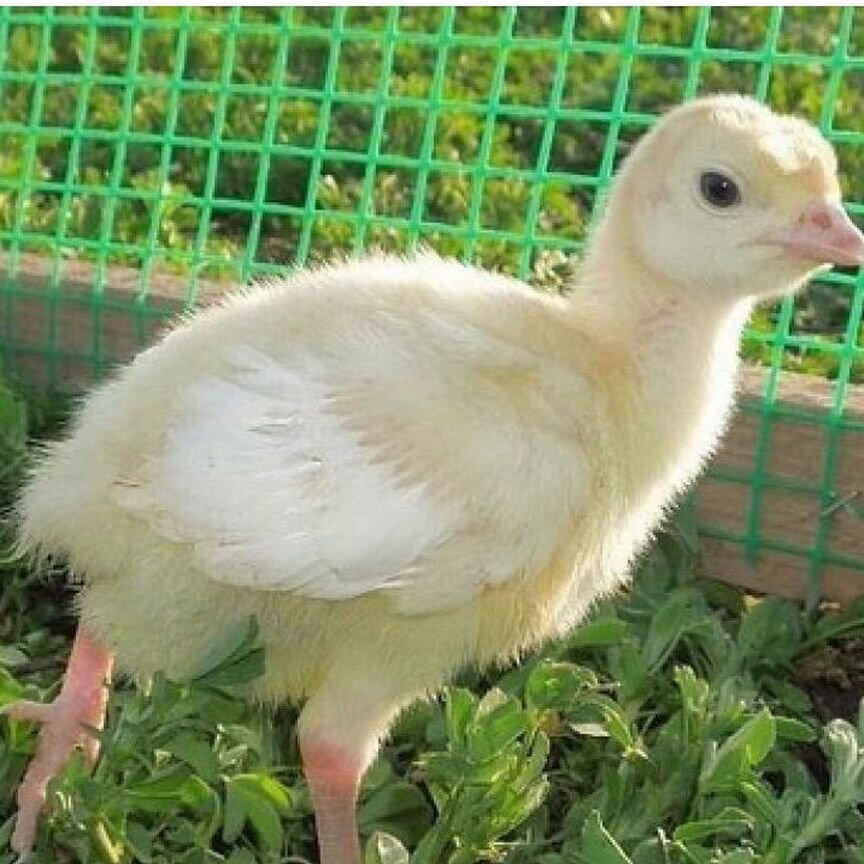 Продам индюшат (подрощенные)