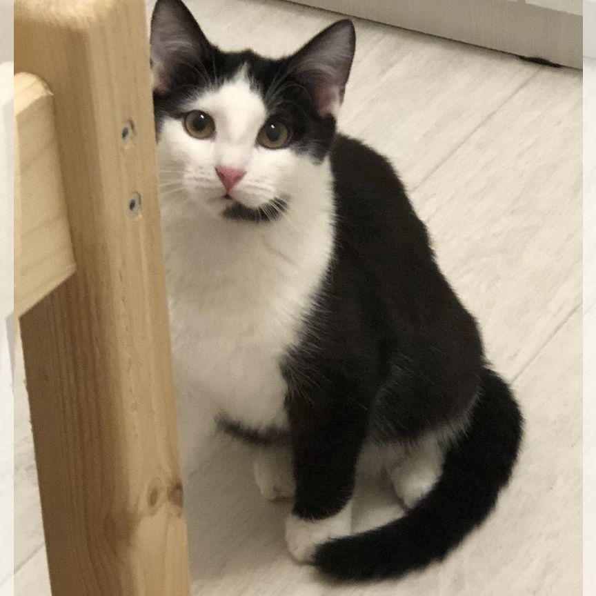 Котёнок в добрые руки