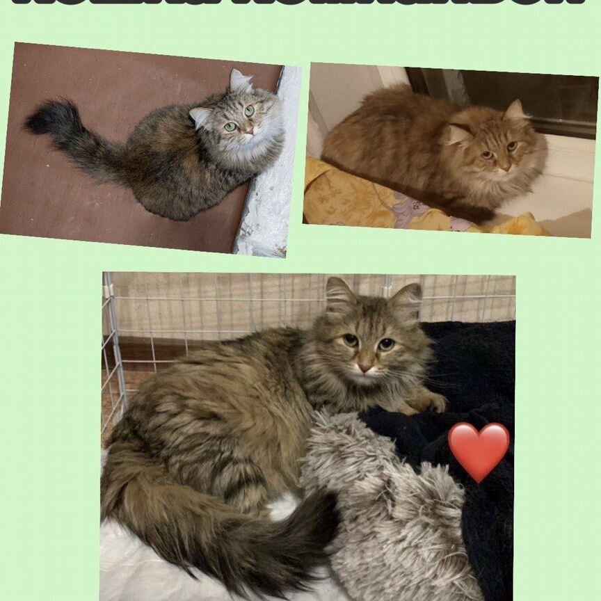 Уютная кошка