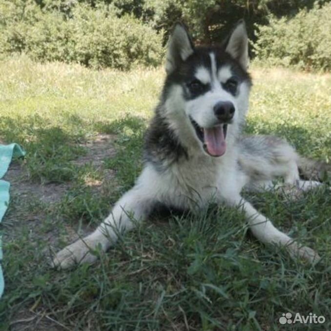 Сибирский хаски потеряшка
