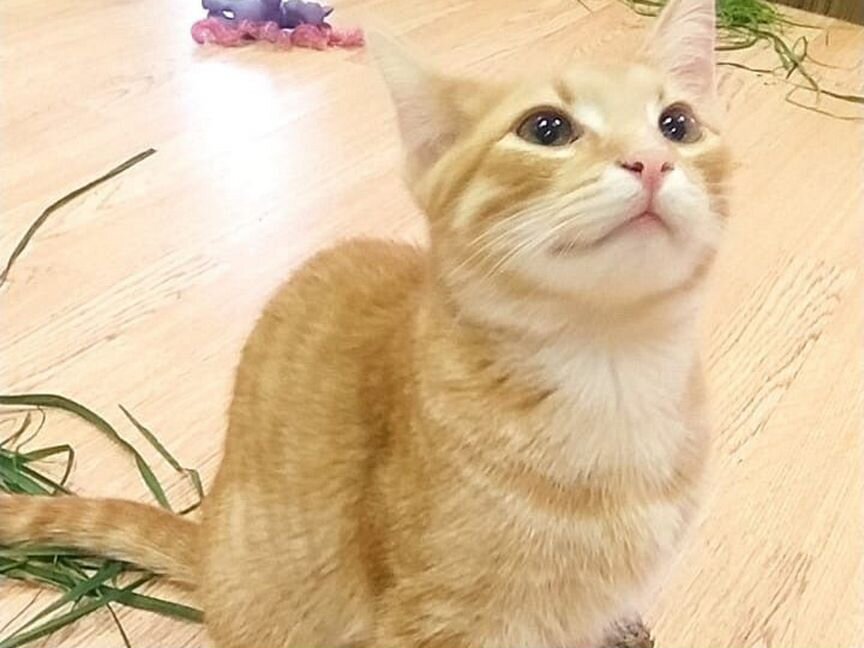 Котенок