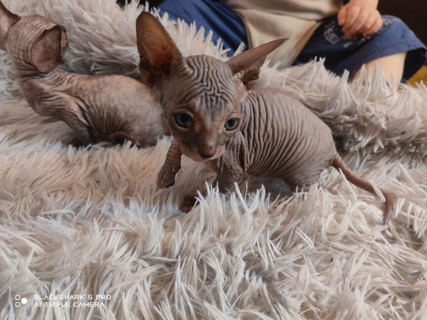 Канадский сфинкс котята