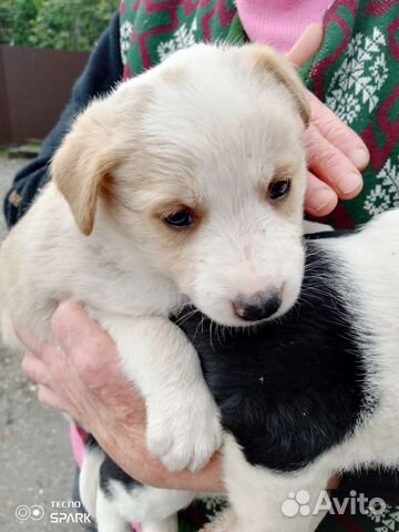 Собака в добрые руки щенок