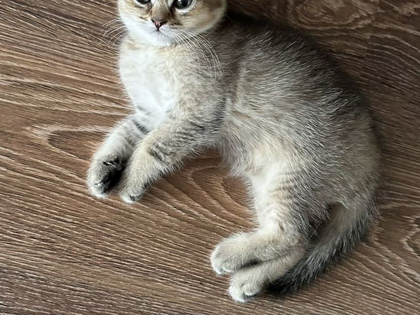 Породистые котята золотая шиншилла
