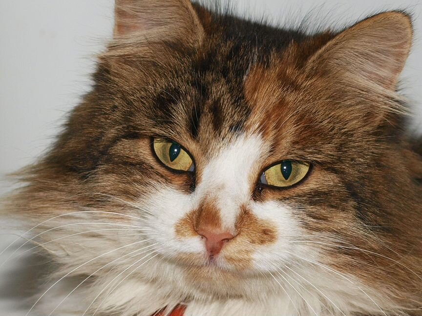 Сибирская кошка Марфа трехцветная кошка