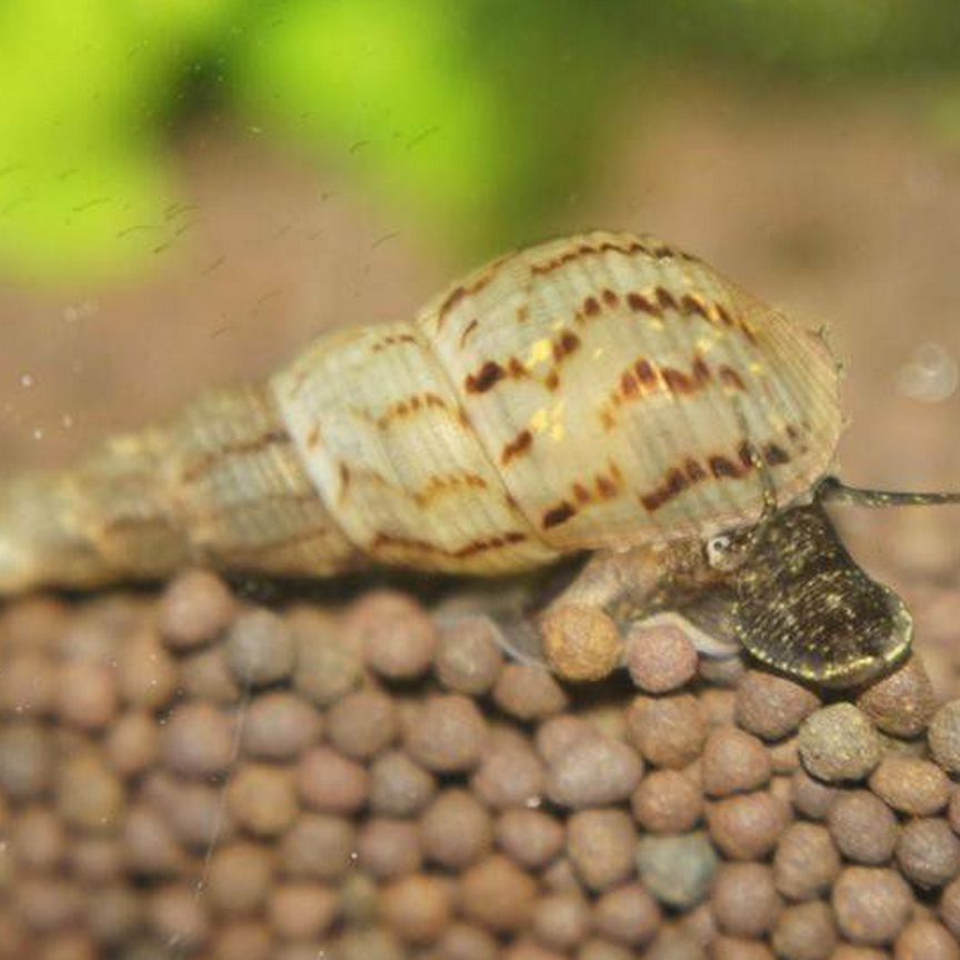 Улитки Мелании