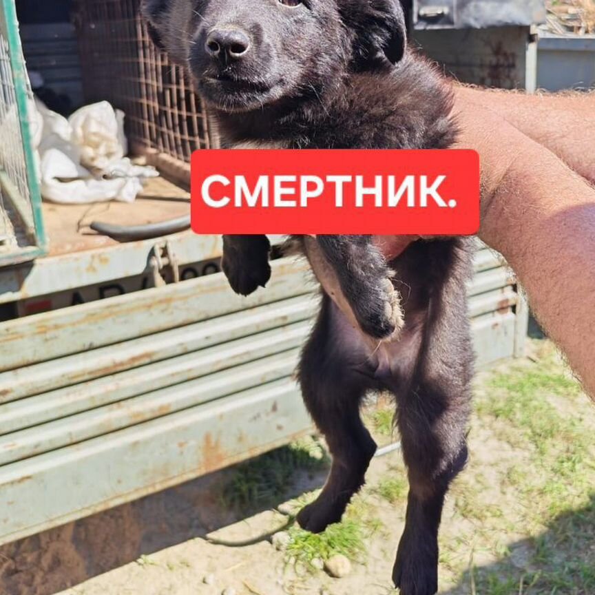 Щенок в добрые руки