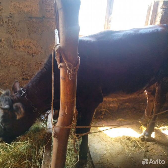 Тëлочки на корову 4 штуки по году каждой