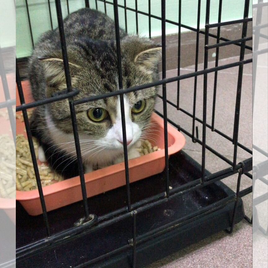 Нашлась кошка