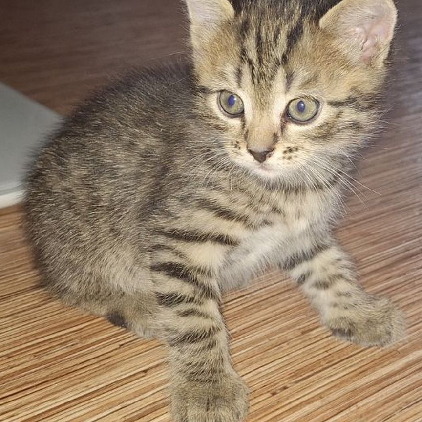 Маленький тигрёнок в добрые руки