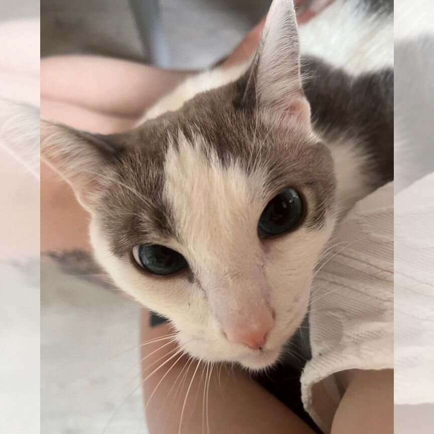 Взрослый кот в добрые руки