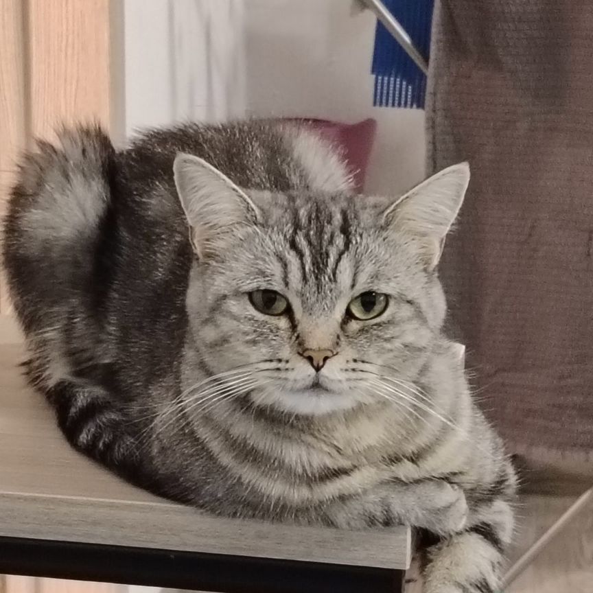 Отдам кошечку в добрые руки