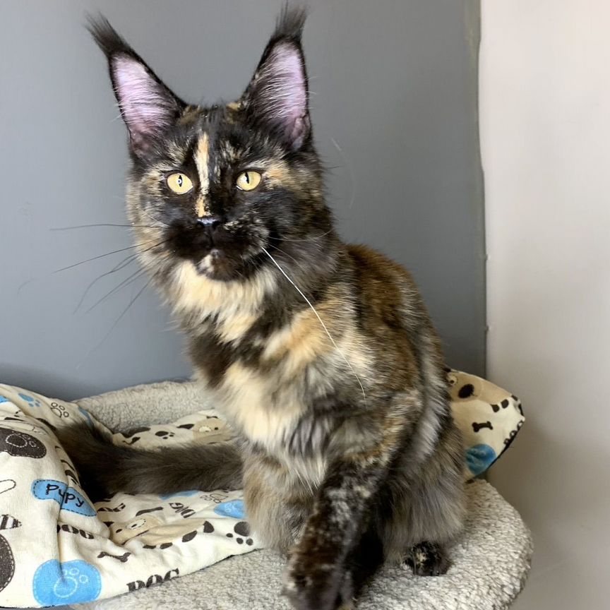 Мейн-кун котёнок