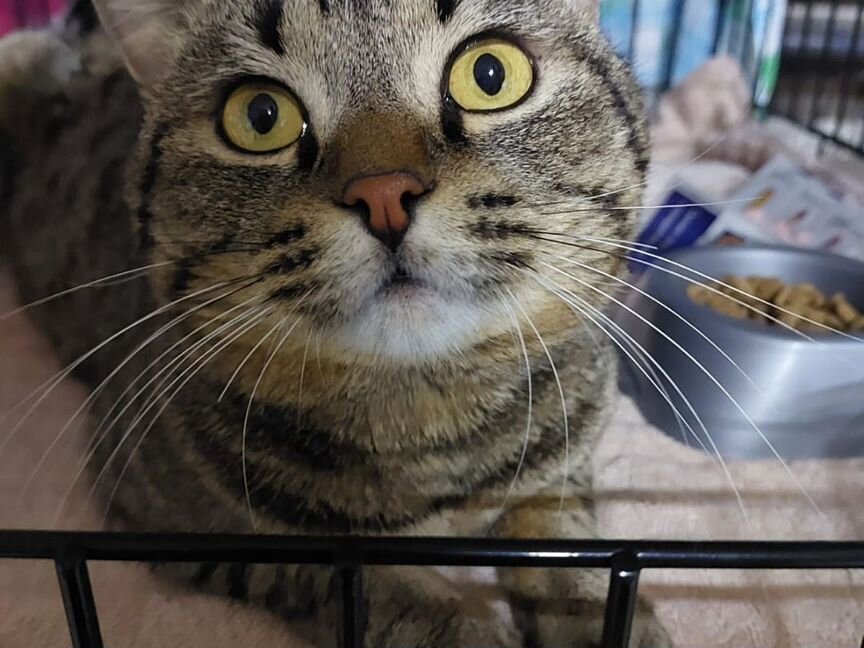 Мишаня ищет дом