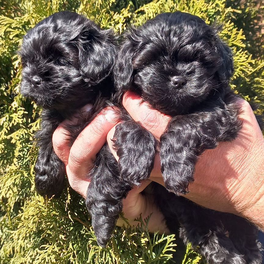 Мальтипу, щенок