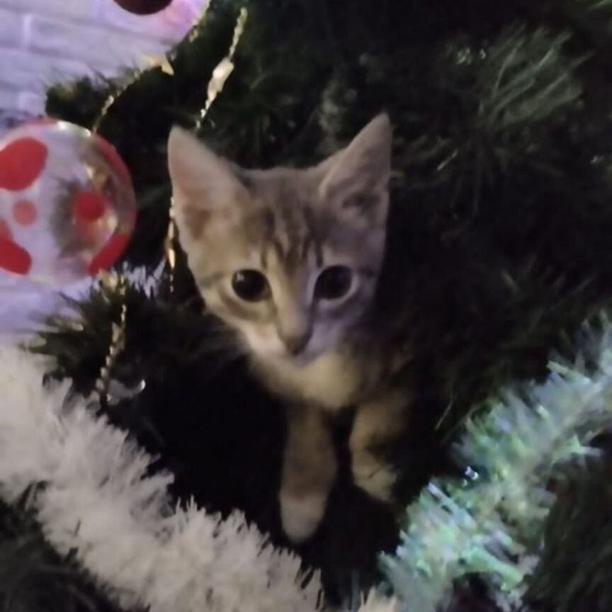 Продаю кошачку