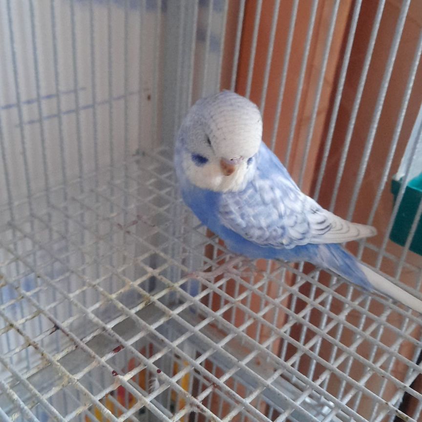 Волнистый попугай чех,мальчик