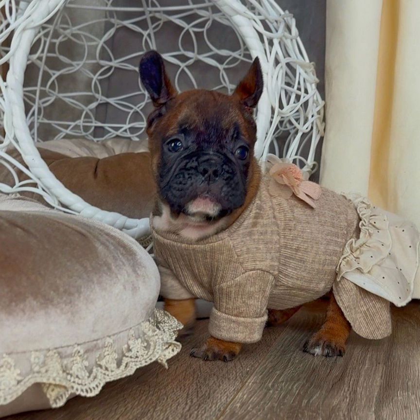 Французский бульдог, щенок