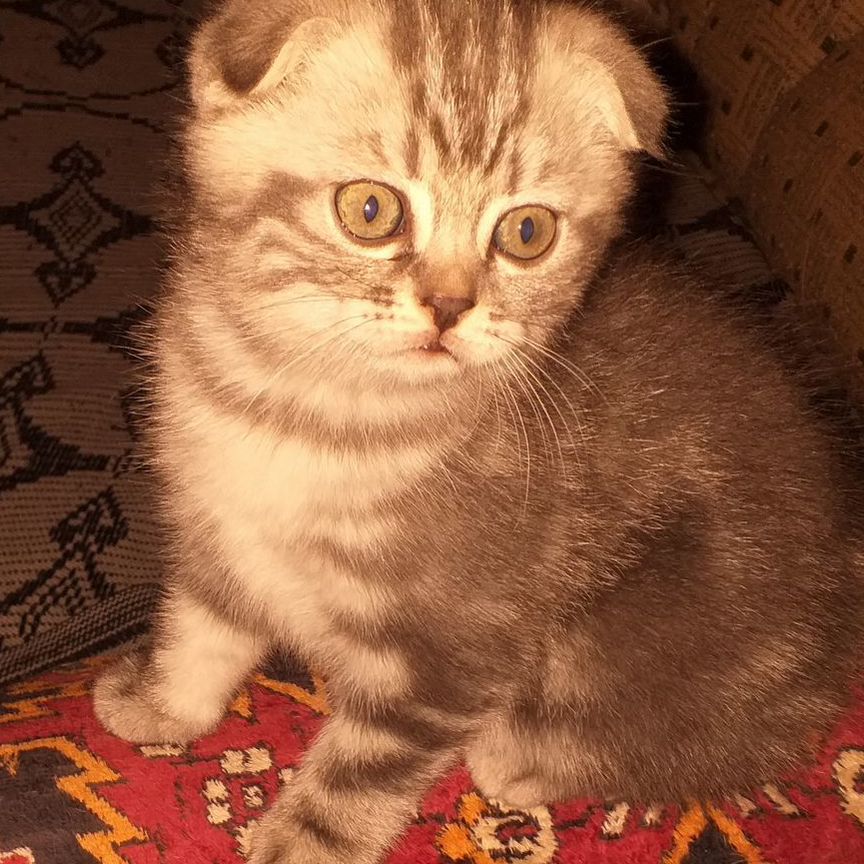 Шотландские вислоухие котята