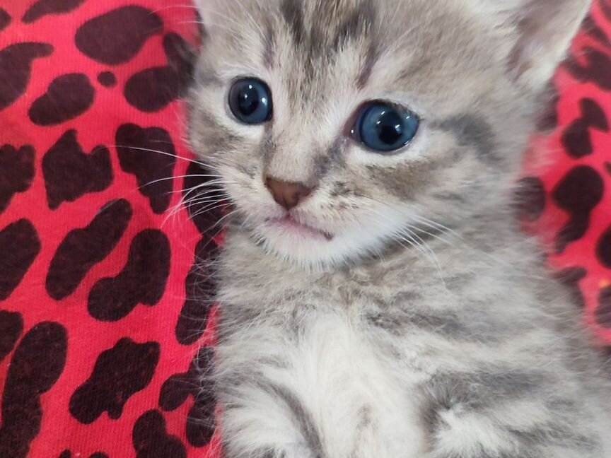 Котëнок девочка