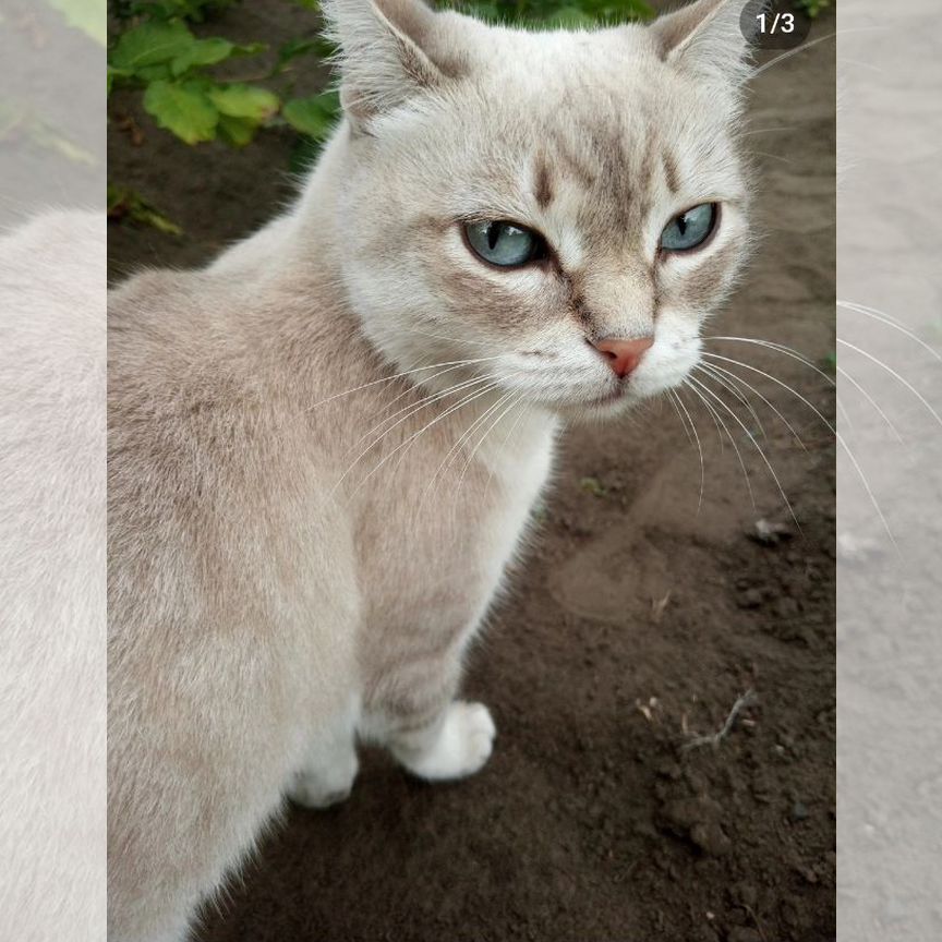 Потерялась кошка
