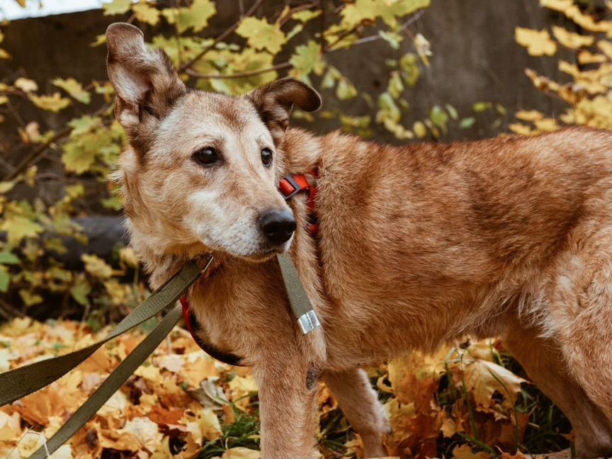 Собака в добрые руки