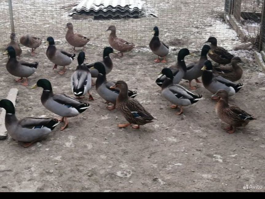 Дикие утки и селезни