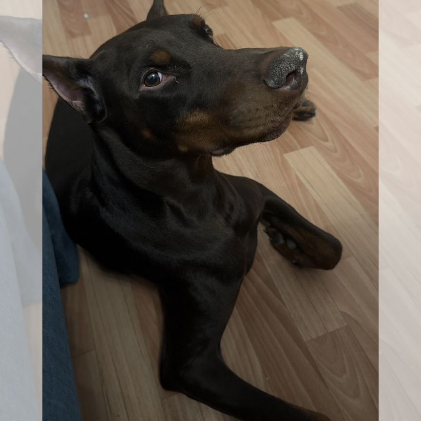 Доберман, взрослая собака